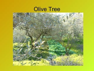 Mediterranean scrub flora & fauna | PPT