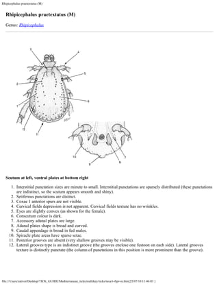 Ticks Ventral Festoons