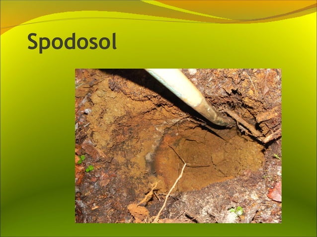 Mediul geografic al muntilor inalti | PPT