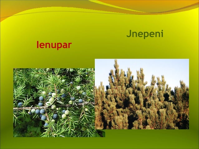 Mediul geografic al muntilor inalti | PPT