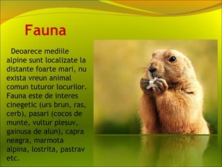 Mediul geografic al muntilor inalti | PPT