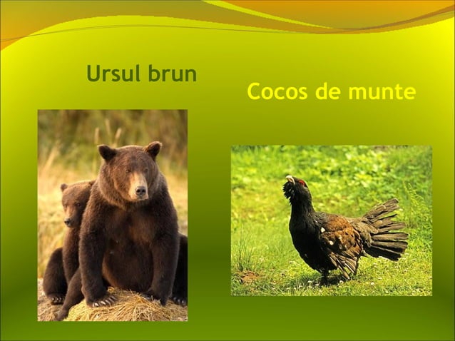 Mediul geografic al muntilor inalti | PPT