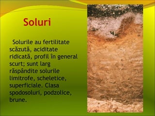 Mediul geografic al muntilor inalti | PPT