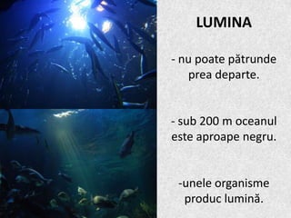 Mediul oceanic | PPTX