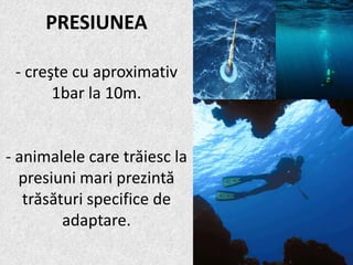 Mediul oceanic | PPTX