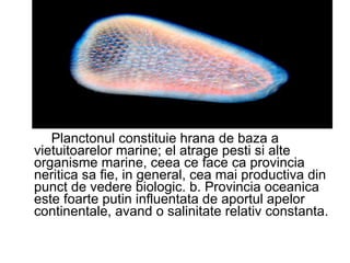 Mediul pelagic 11 c | PPT