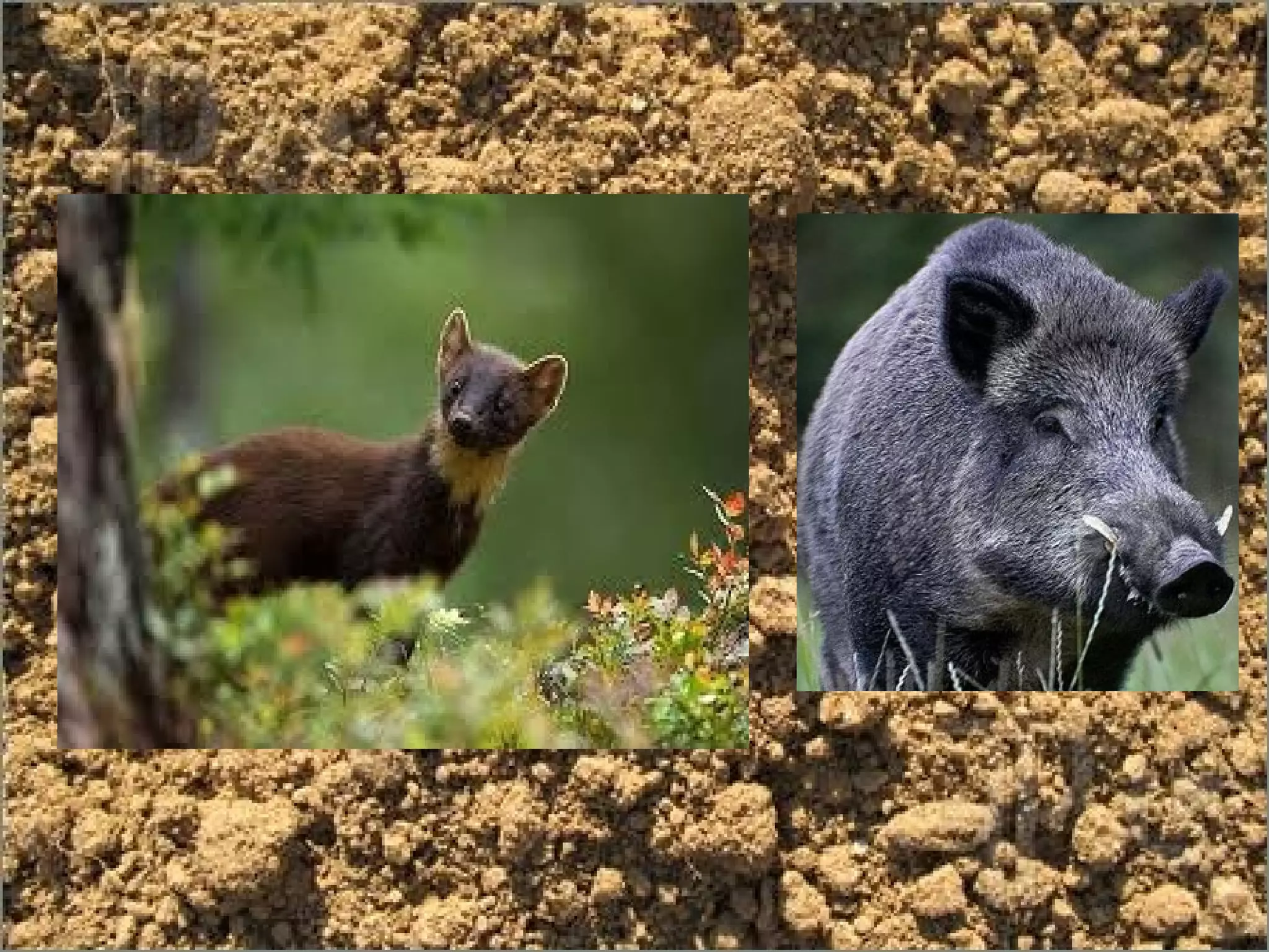 Mediul temperat oceanic 11 c | PDF