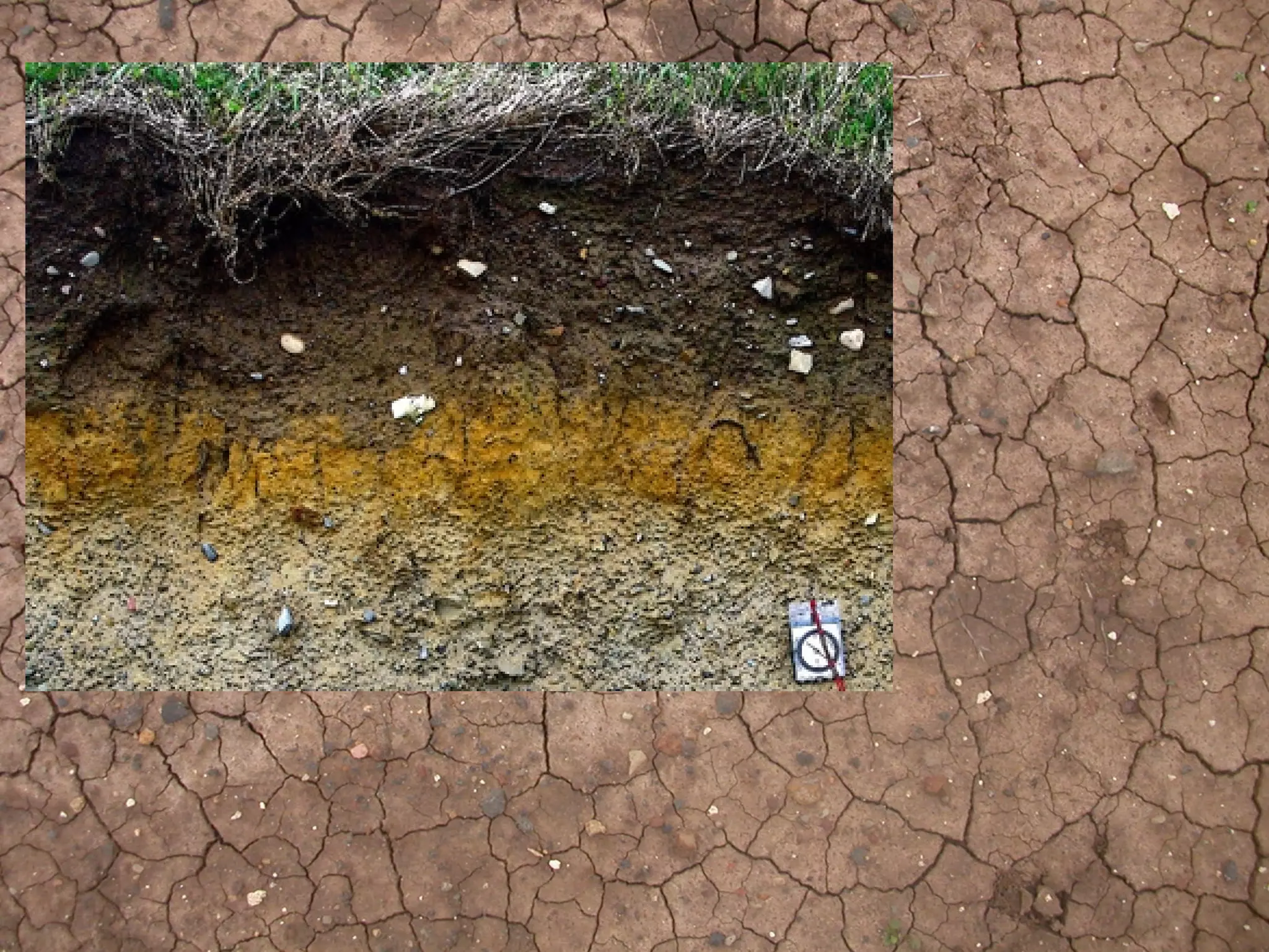 Mediul temperat oceanic 11 c | PDF