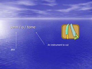 MEDL The Integumentary System.ppt | Skin and Dermatology | Diseases and ...