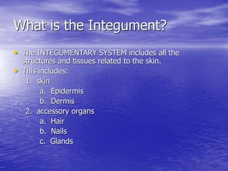 MEDL The Integumentary System.ppt | Skin and Dermatology | Diseases and ...