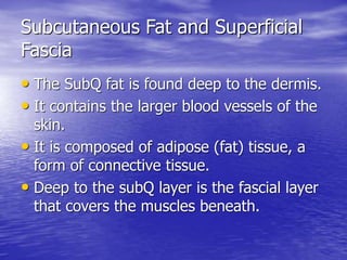 MEDL The Integumentary System.ppt | Skin and Dermatology | Diseases and ...