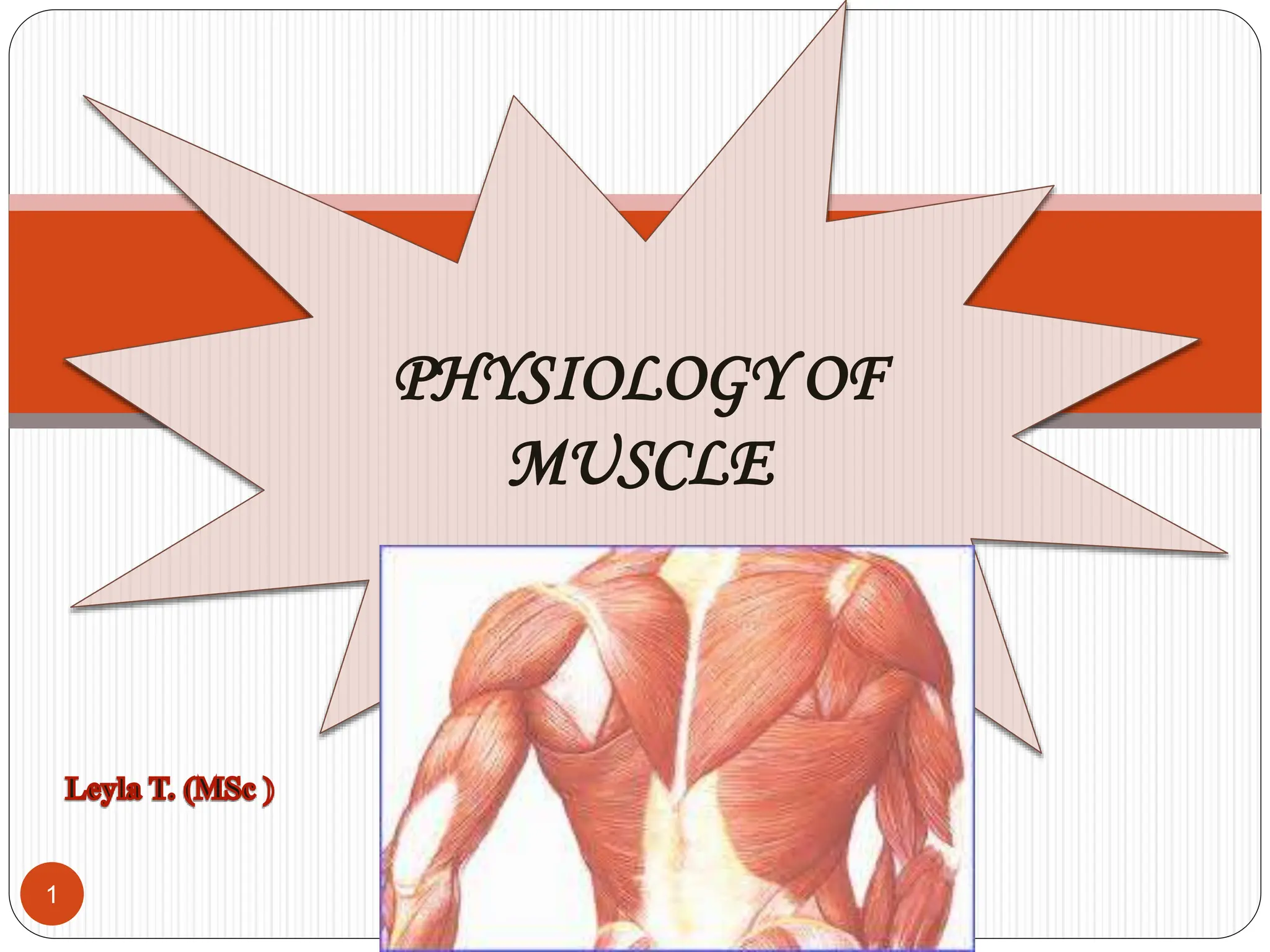 Med Muscle physiology merged.ppt HAWASSA | PPT