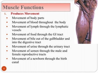 Med Muscle physiology merged.ppt HAWASSA | PPT