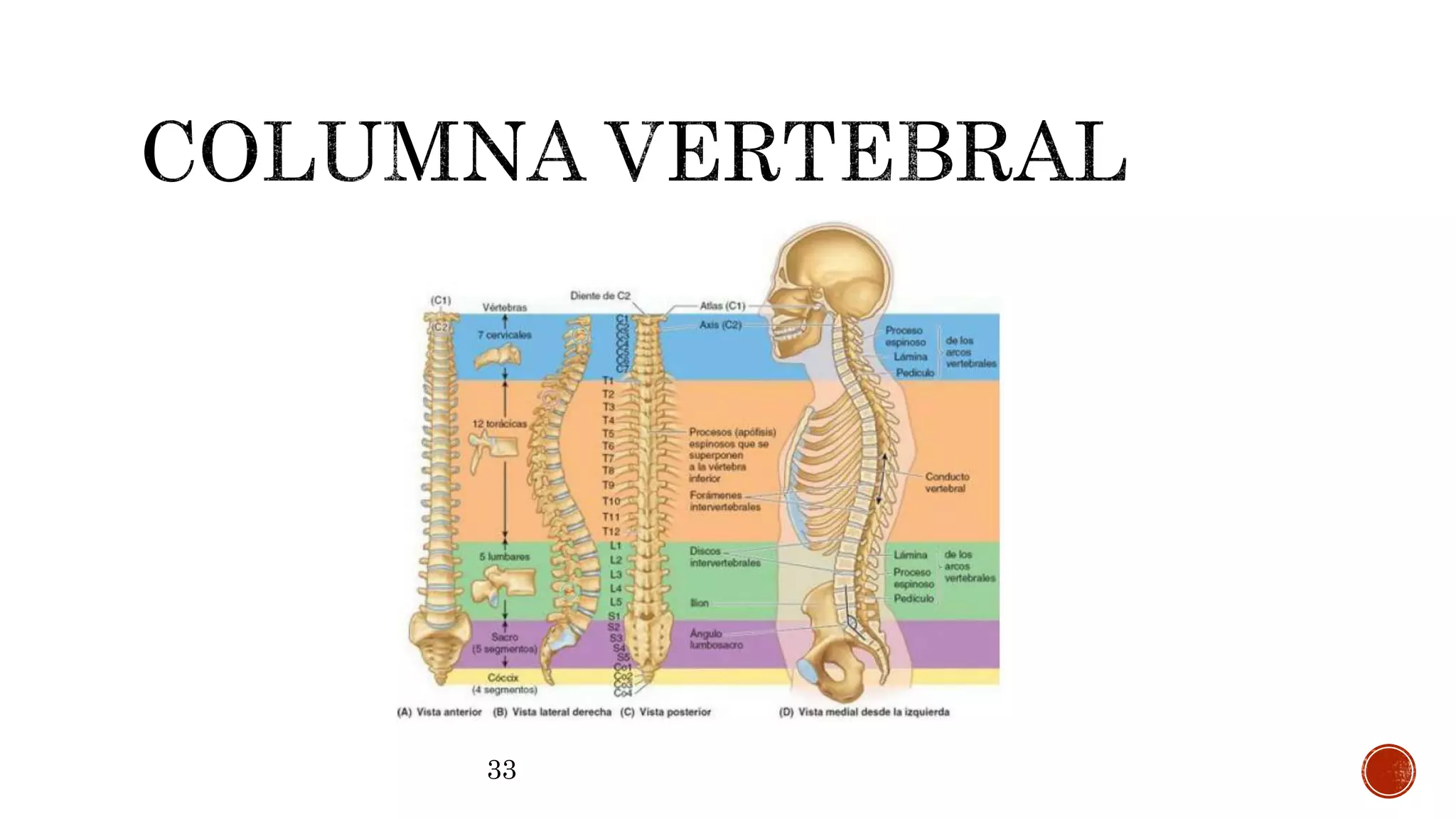 Medidas radiologicas de columna | PPTX