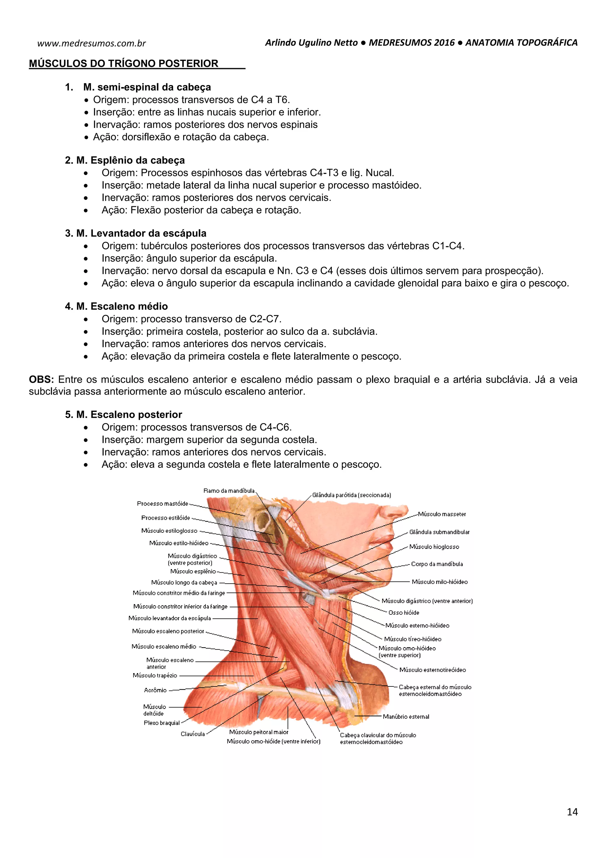 Medresumos 2016 anatomia topográfica - pescoço | PDF