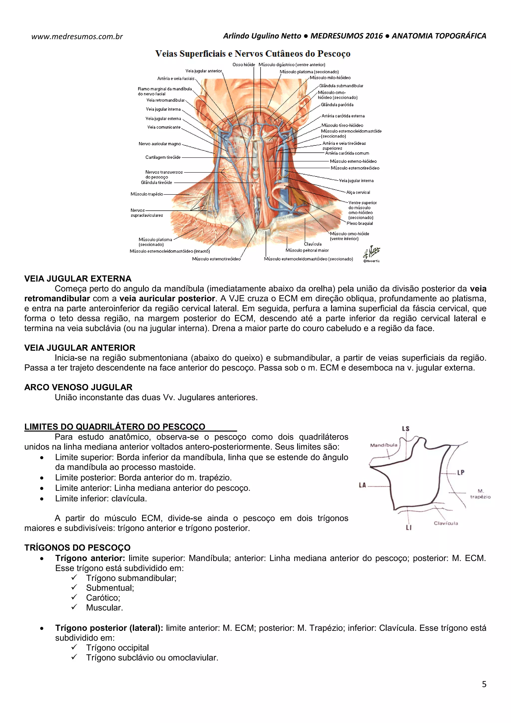 Medresumos 2016 anatomia topográfica - pescoço | PDF