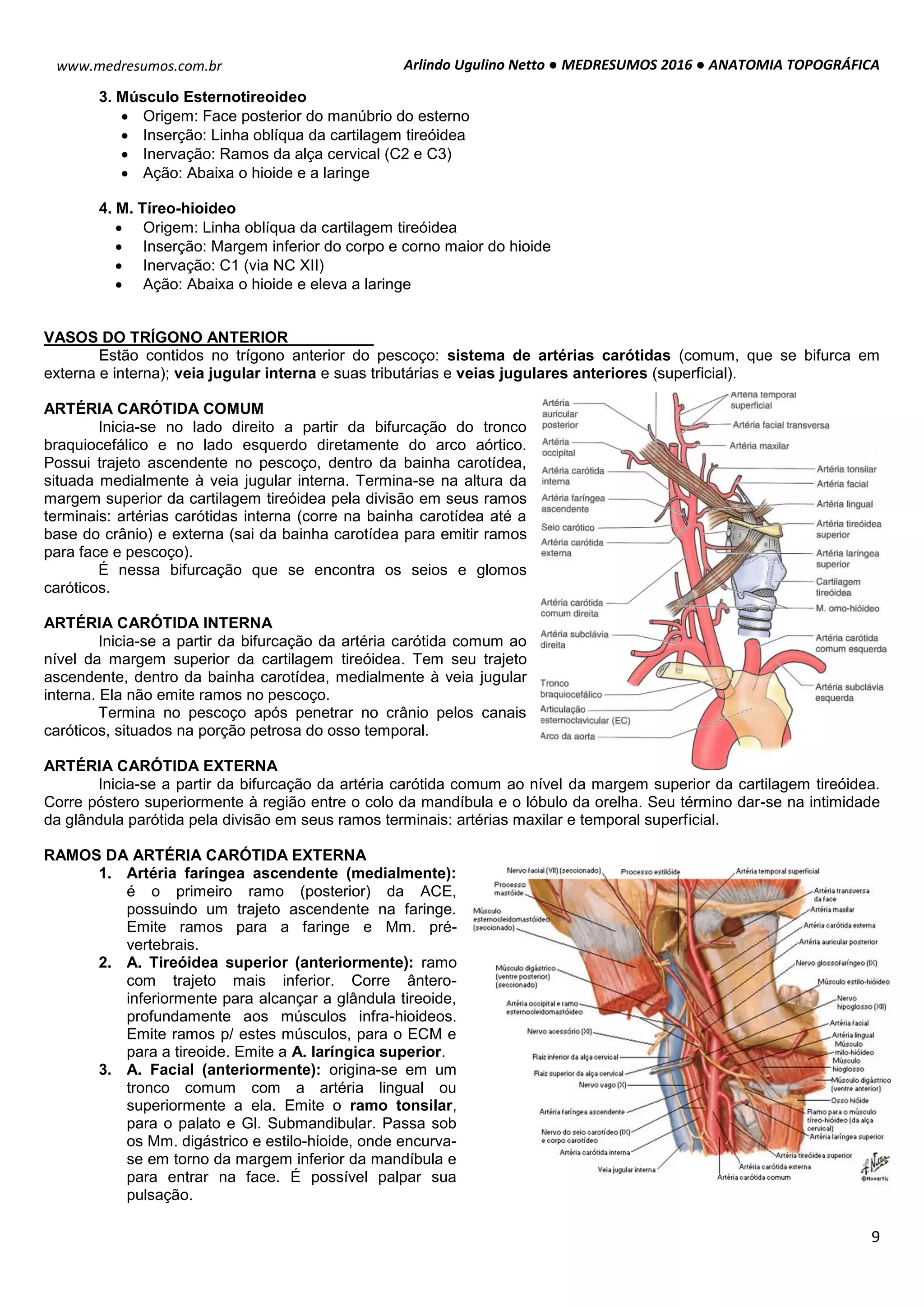 Medresumos 2016 anatomia topográfica - pescoço | PDF