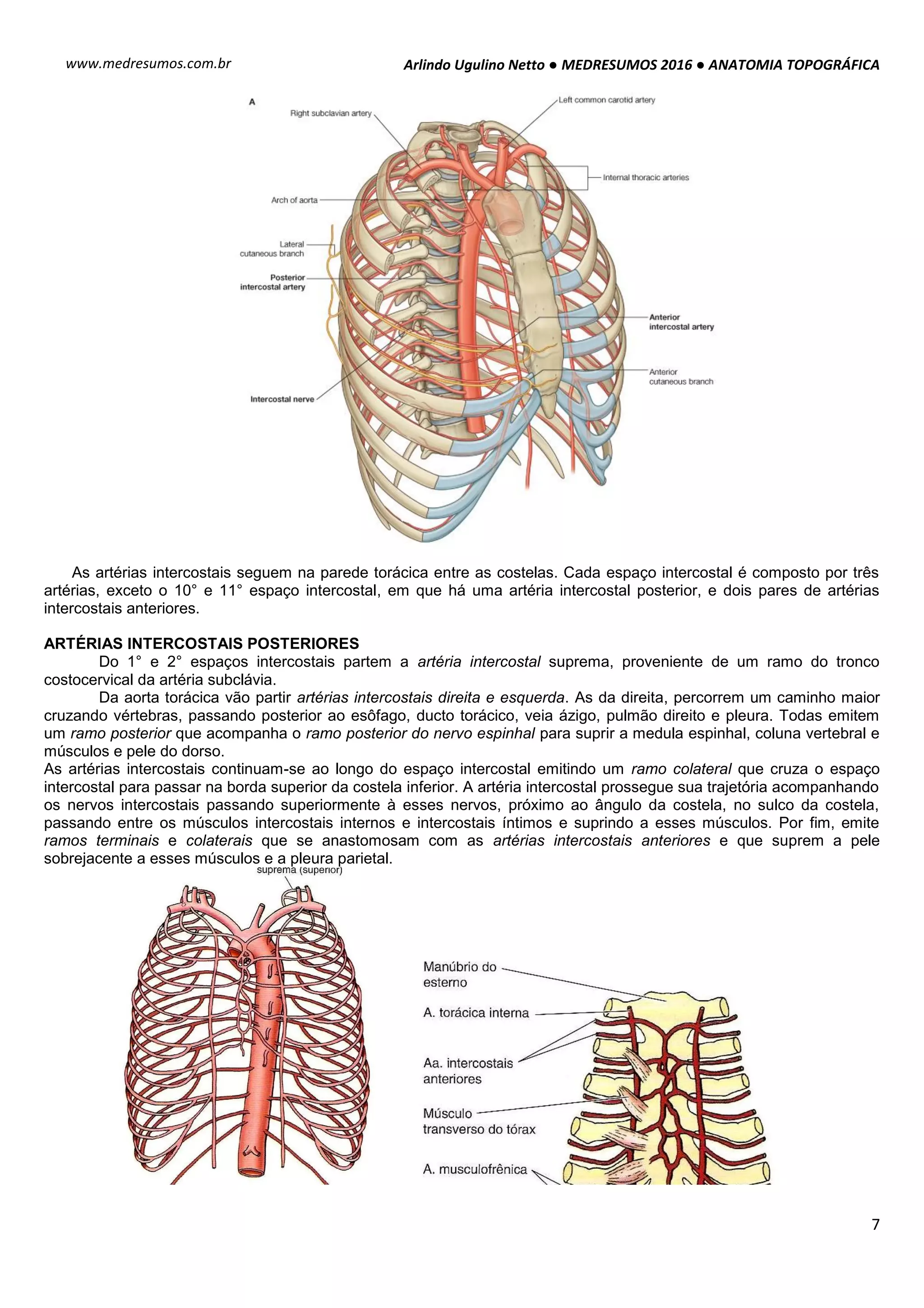 Medresumos 2016 anatomia topográfica - tórax | PDF