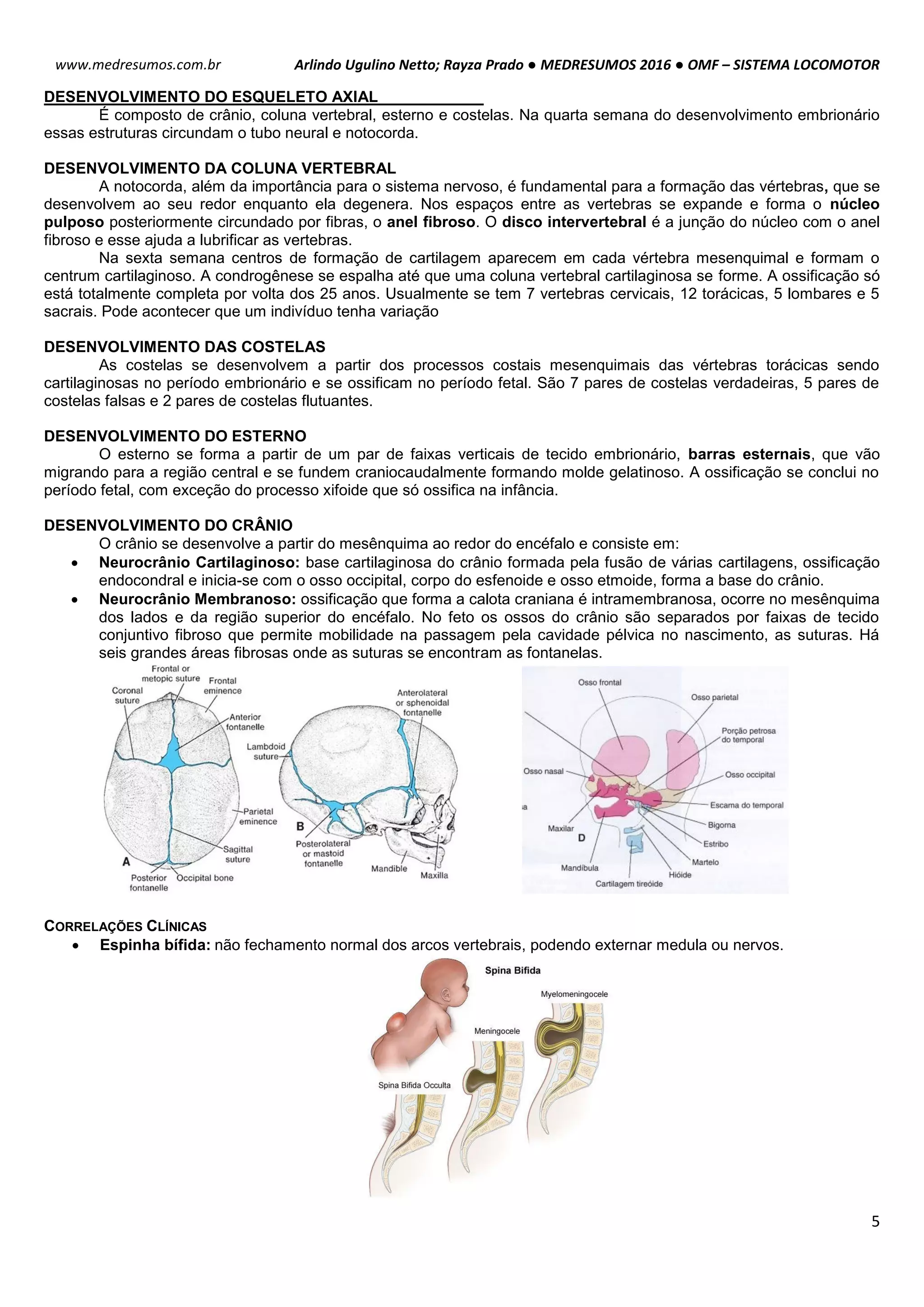 Med resumo sistema locomotor | PDF