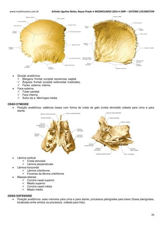 Med resumo sistema locomotor | PDF