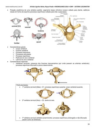 Med resumo sistema locomotor | PDF