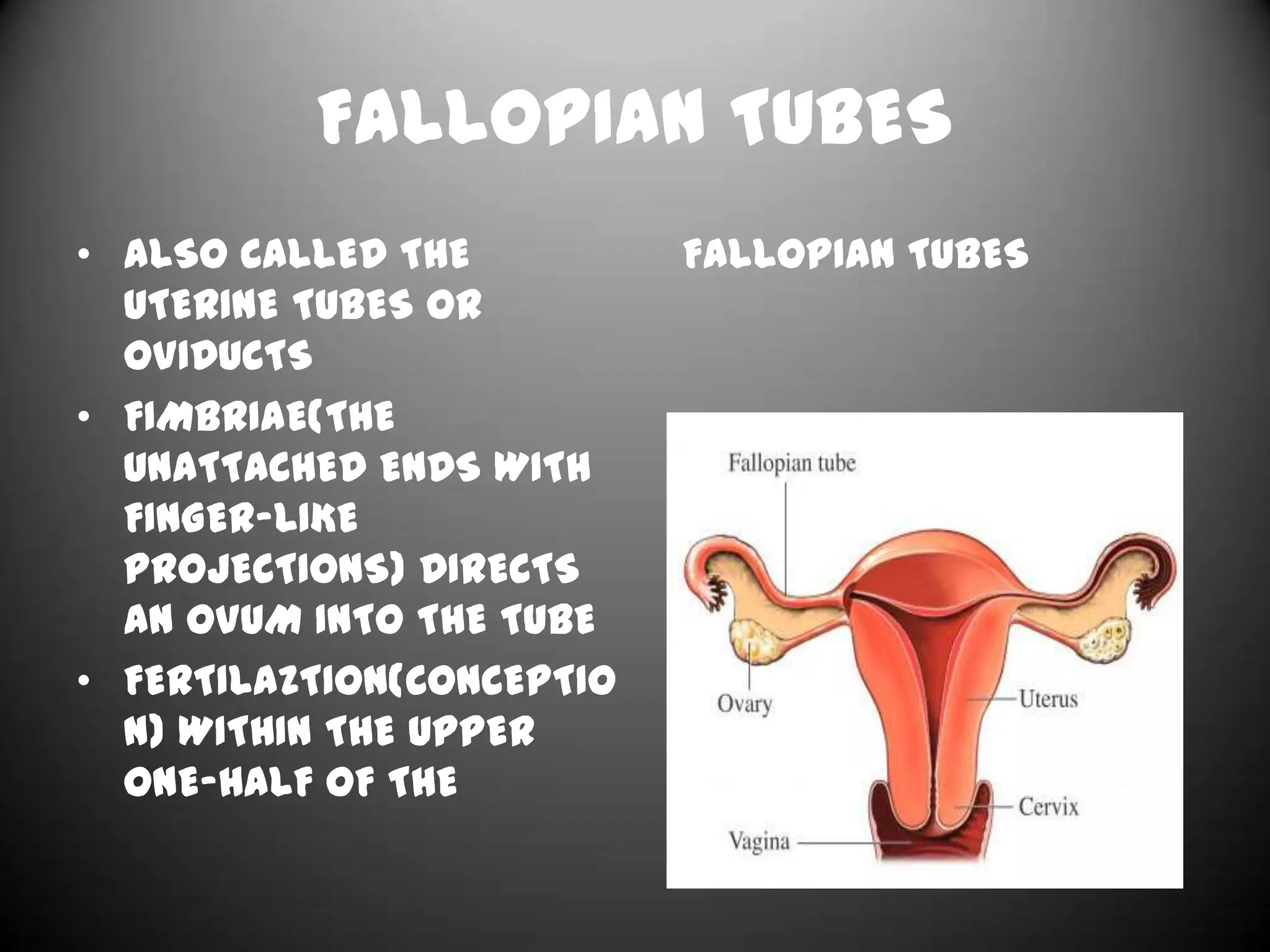 The Reproductive System | PPT