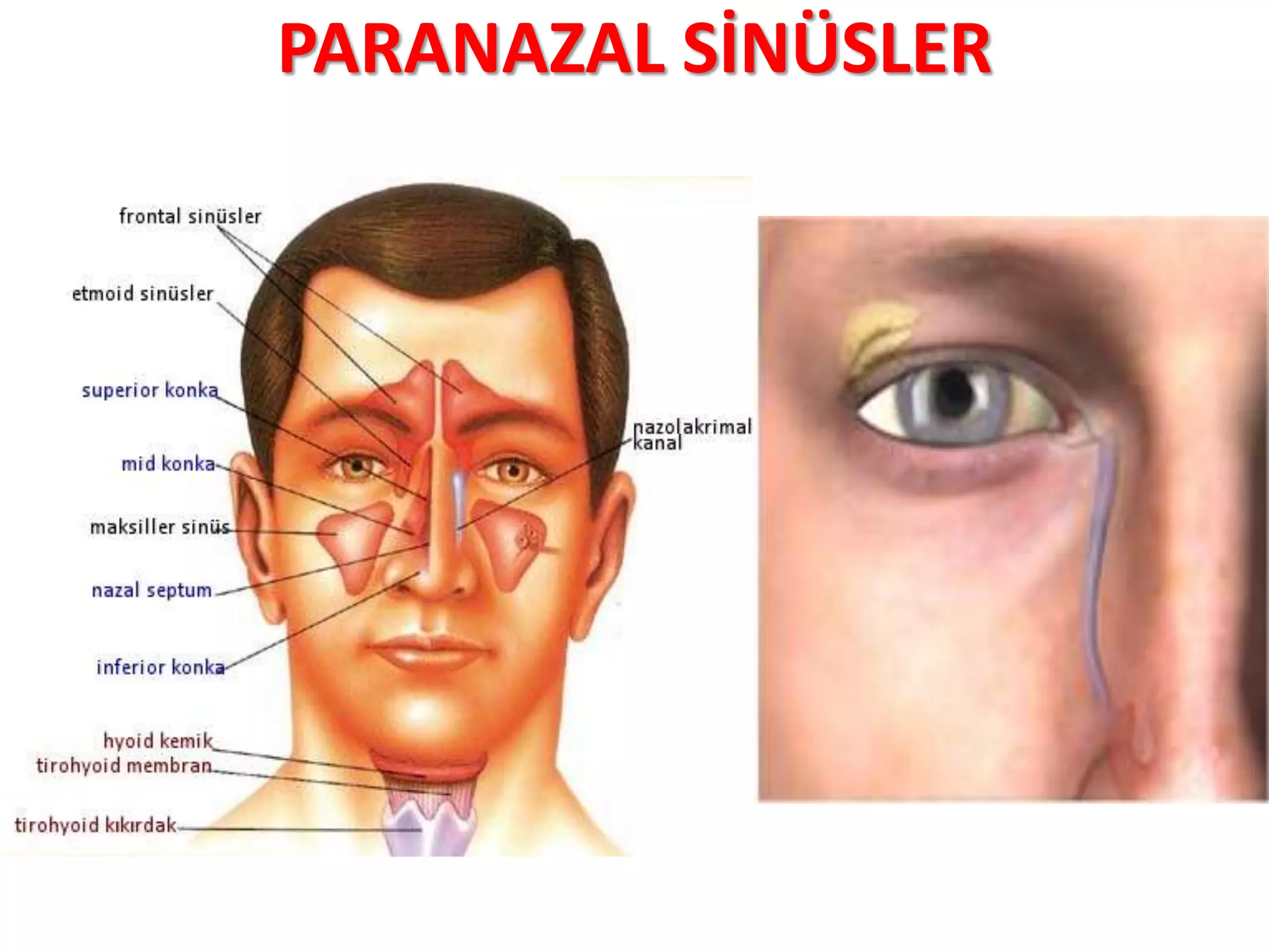 Tıbbi Terminoloji 6 - Solunum Sistemi Terimleri | PPTX