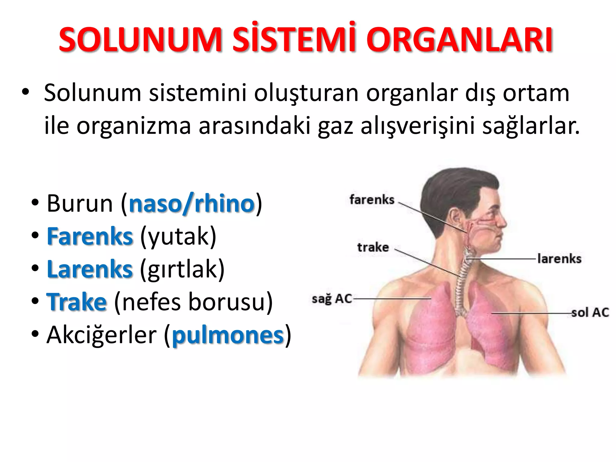 Tıbbi Terminoloji 6 - Solunum Sistemi Terimleri | PPTX