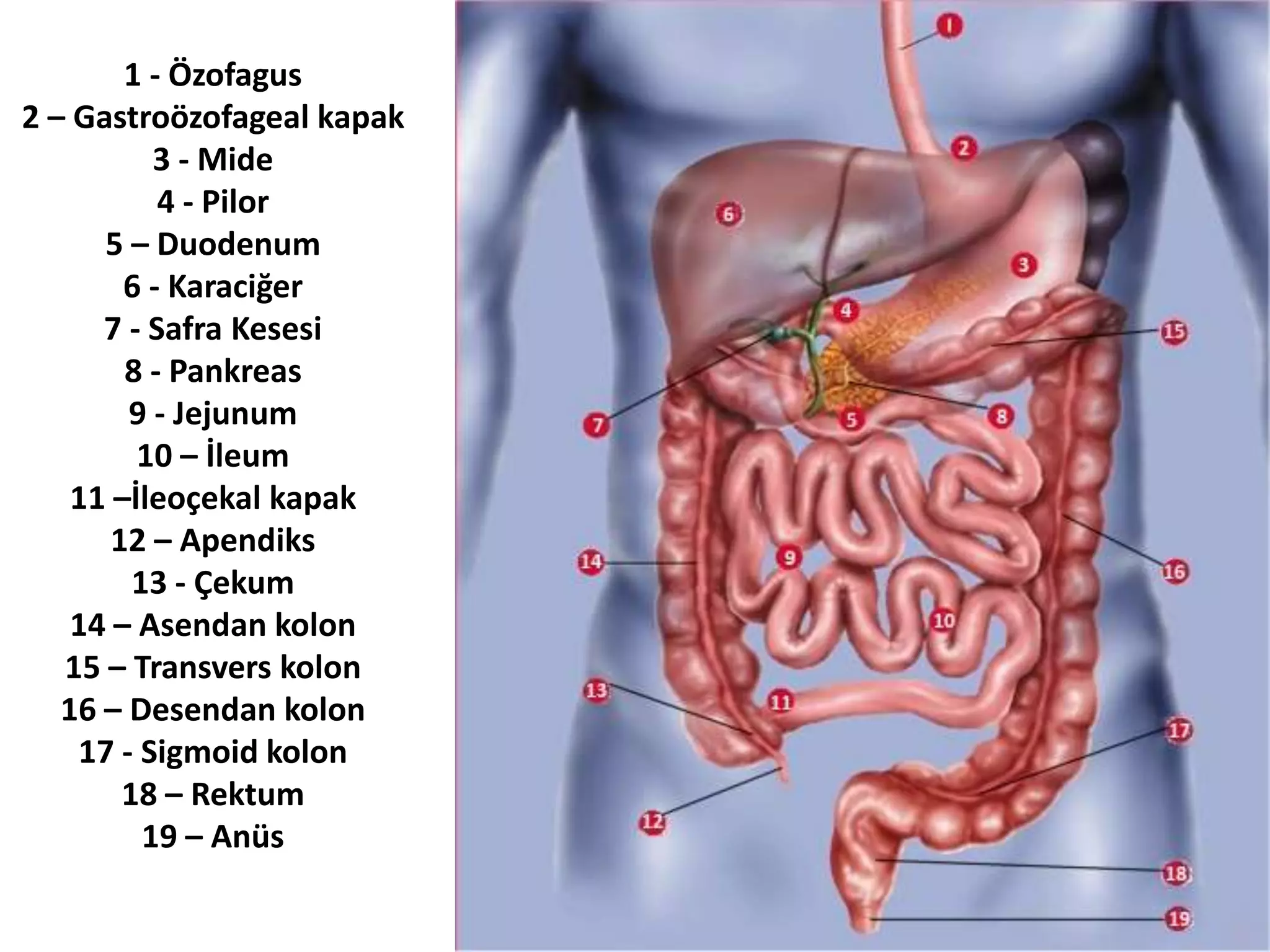 Tıbbi Terminoloji 8 - Sindirim ve Üriner Sistem Terimleri | PPTX