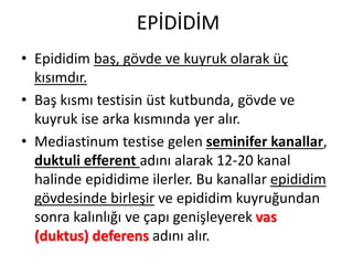 Tıbbi Terminoloji 9 - Erkek ve Kadın Üreme Sistemleri Terimleri | PPTX