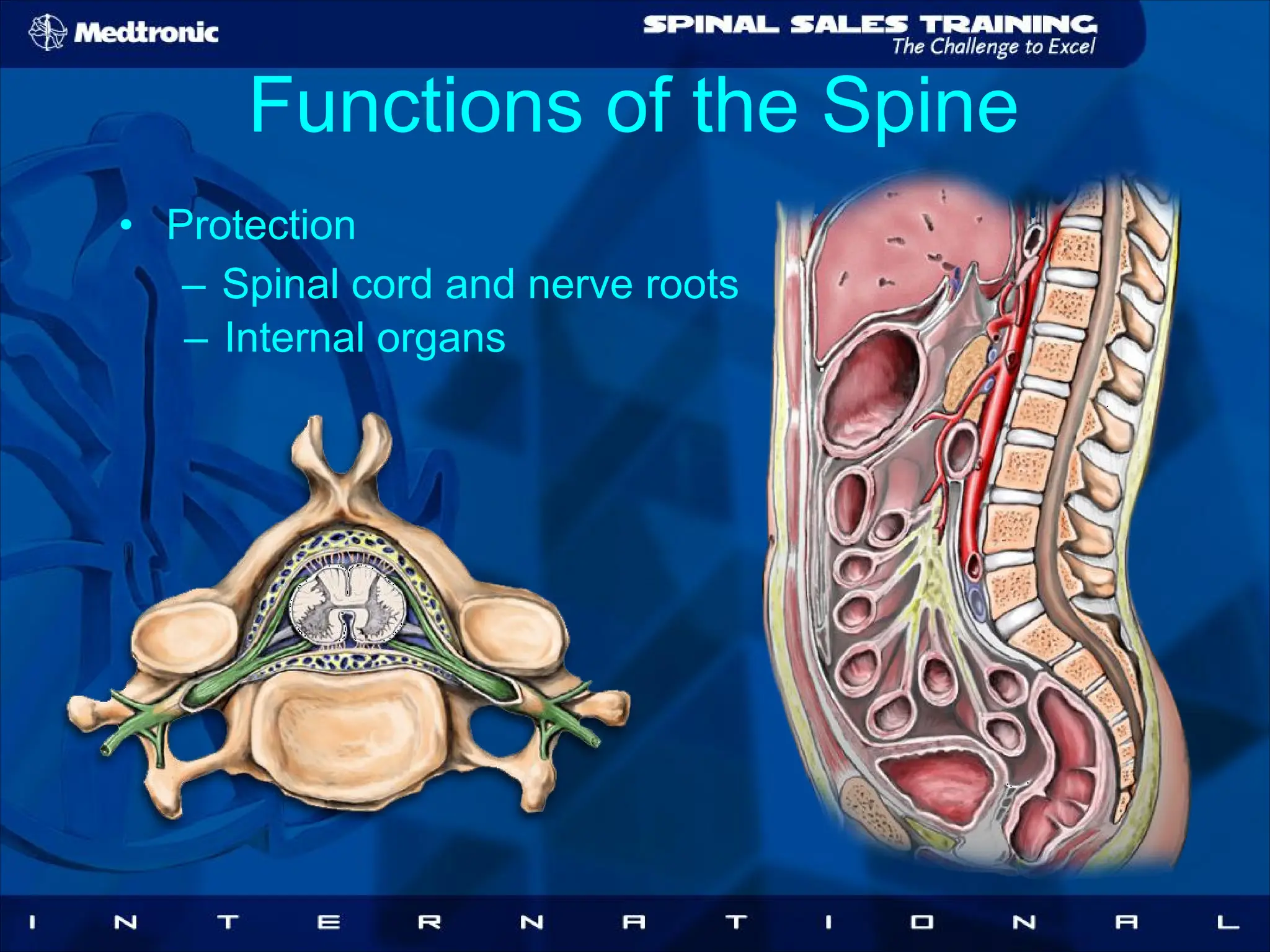 Medtronic Basics of Spinal Anatomy of human | PDF