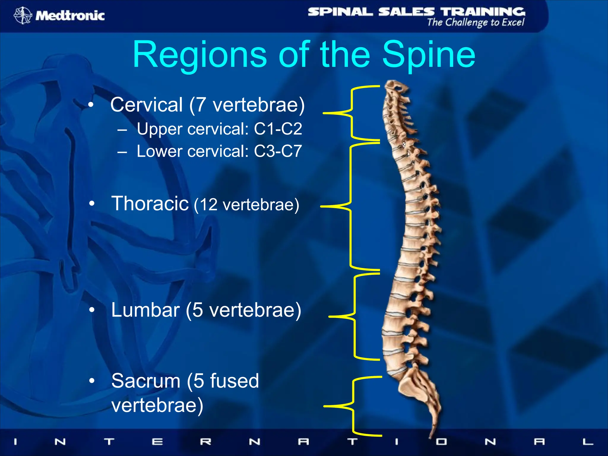 Medtronic Basics of Spinal Anatomy of human | PDF