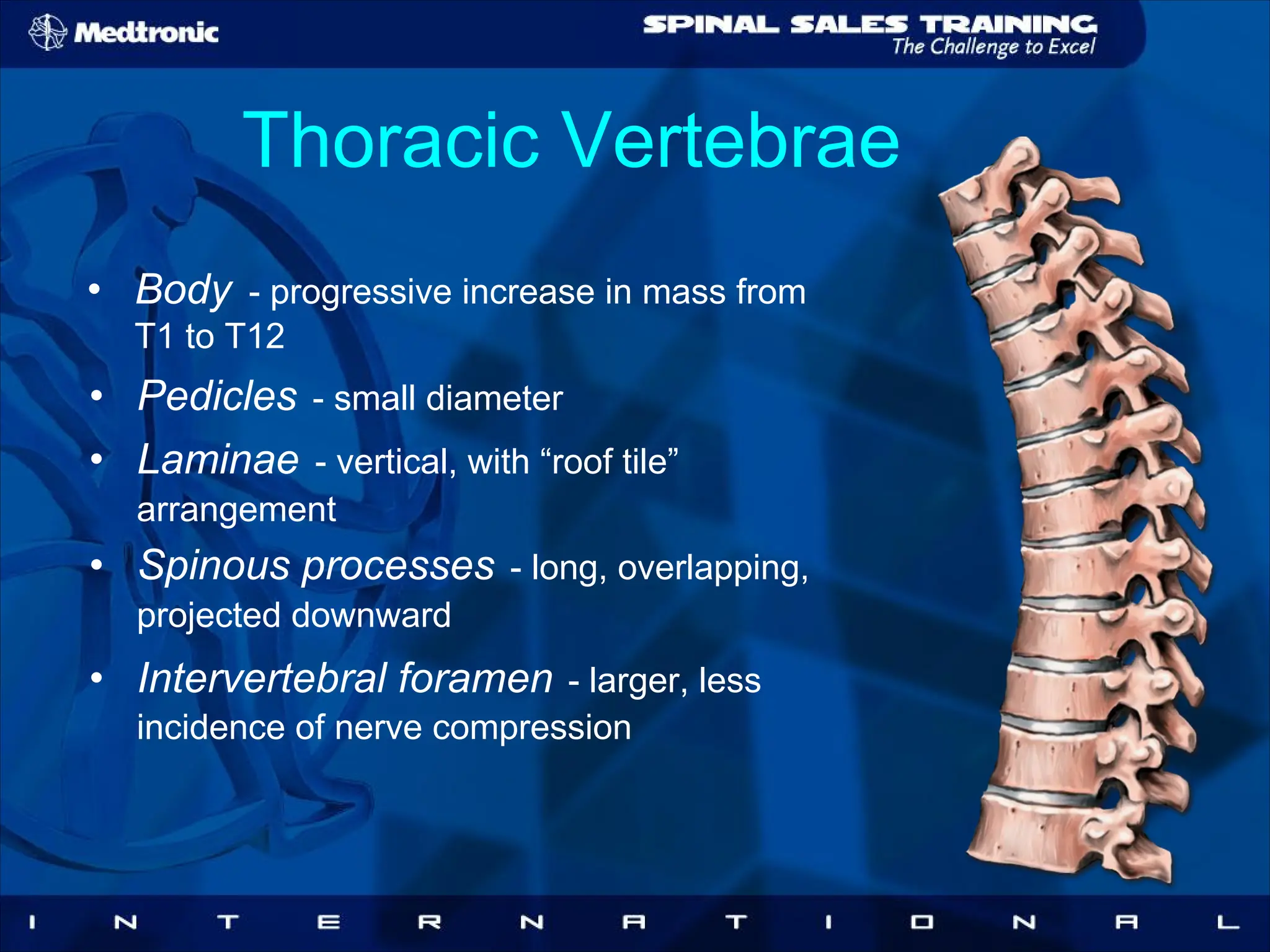 Medtronic Basics of Spinal Anatomy of human | PDF