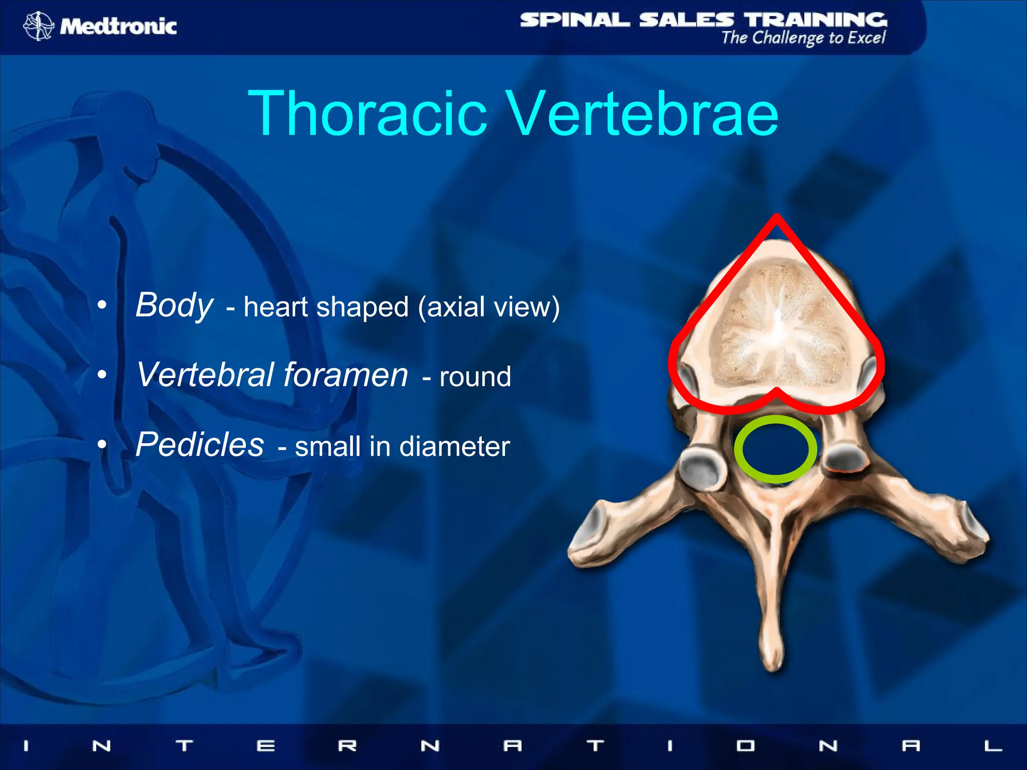 Medtronic Basics of Spinal Anatomy of human | PDF