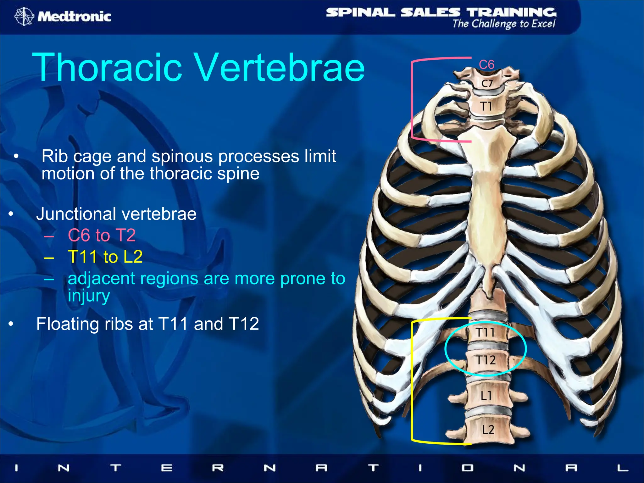 Medtronic Basics of Spinal Anatomy of human | PDF