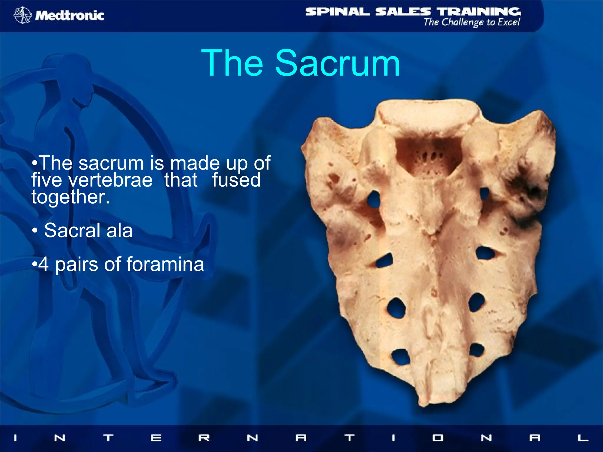 Medtronic Basics of Spinal Anatomy of human | PDF