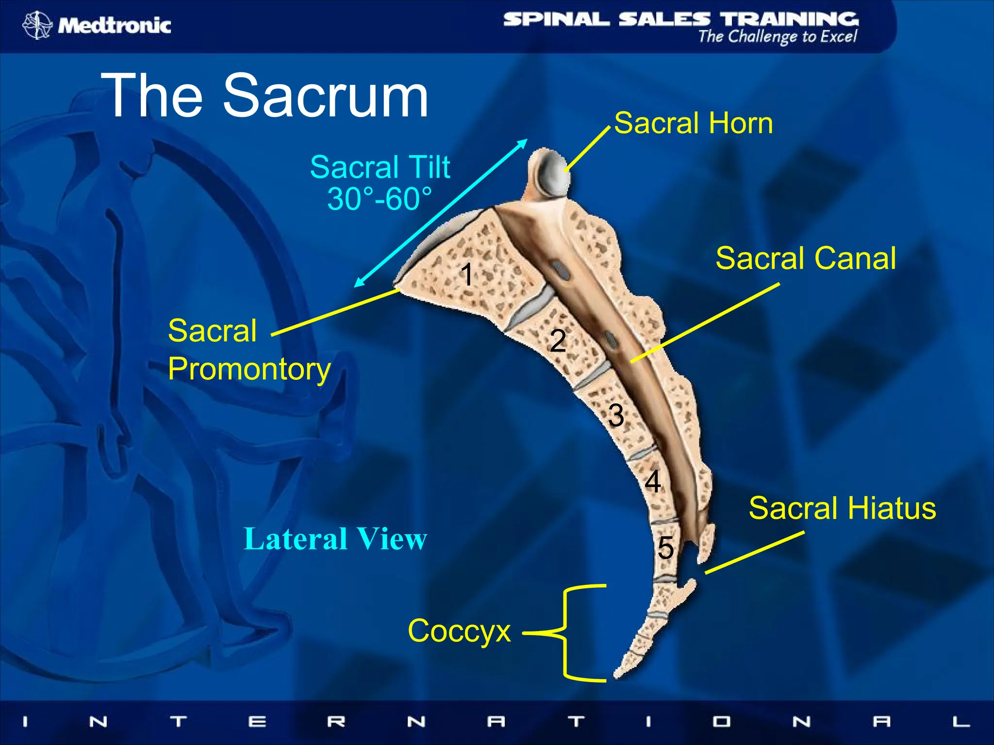 Medtronic Basics of Spinal Anatomy of human | PDF