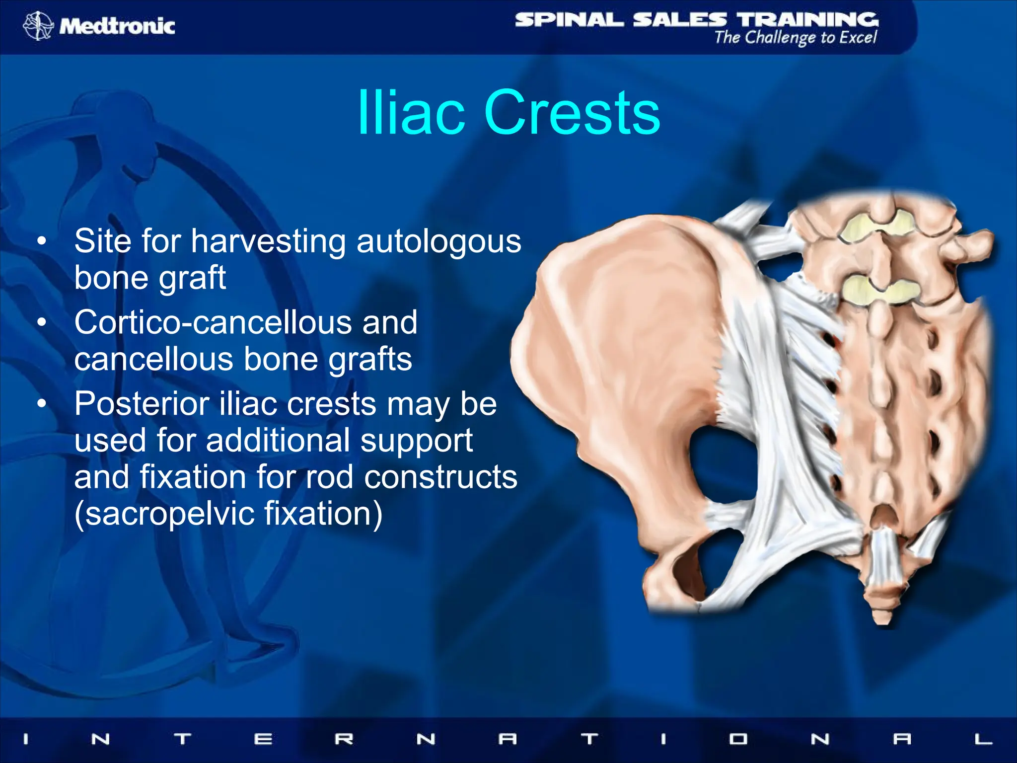 Medtronic Basics of Spinal Anatomy of human | PDF