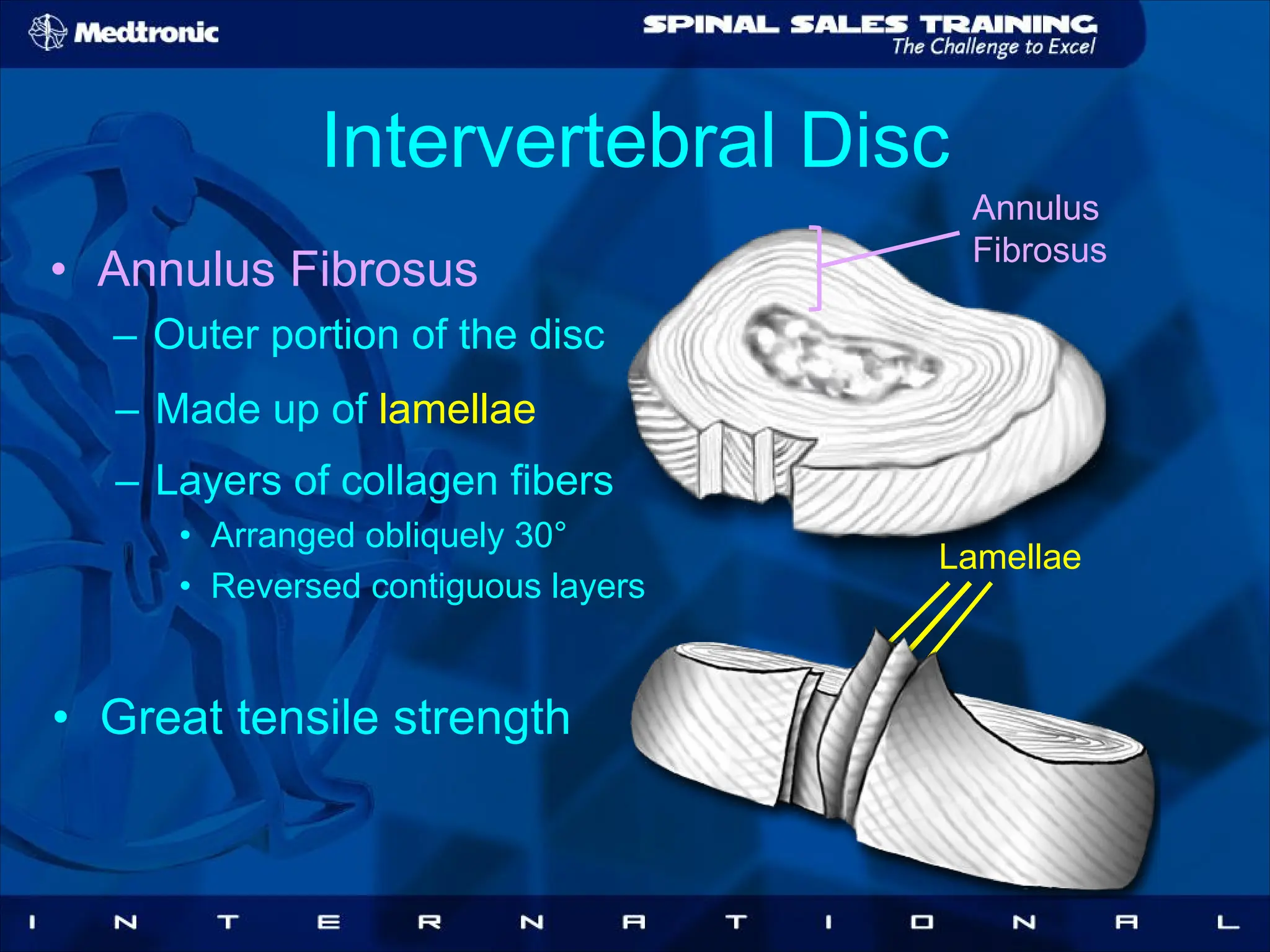 Medtronic Basics of Spinal Anatomy of human | PDF