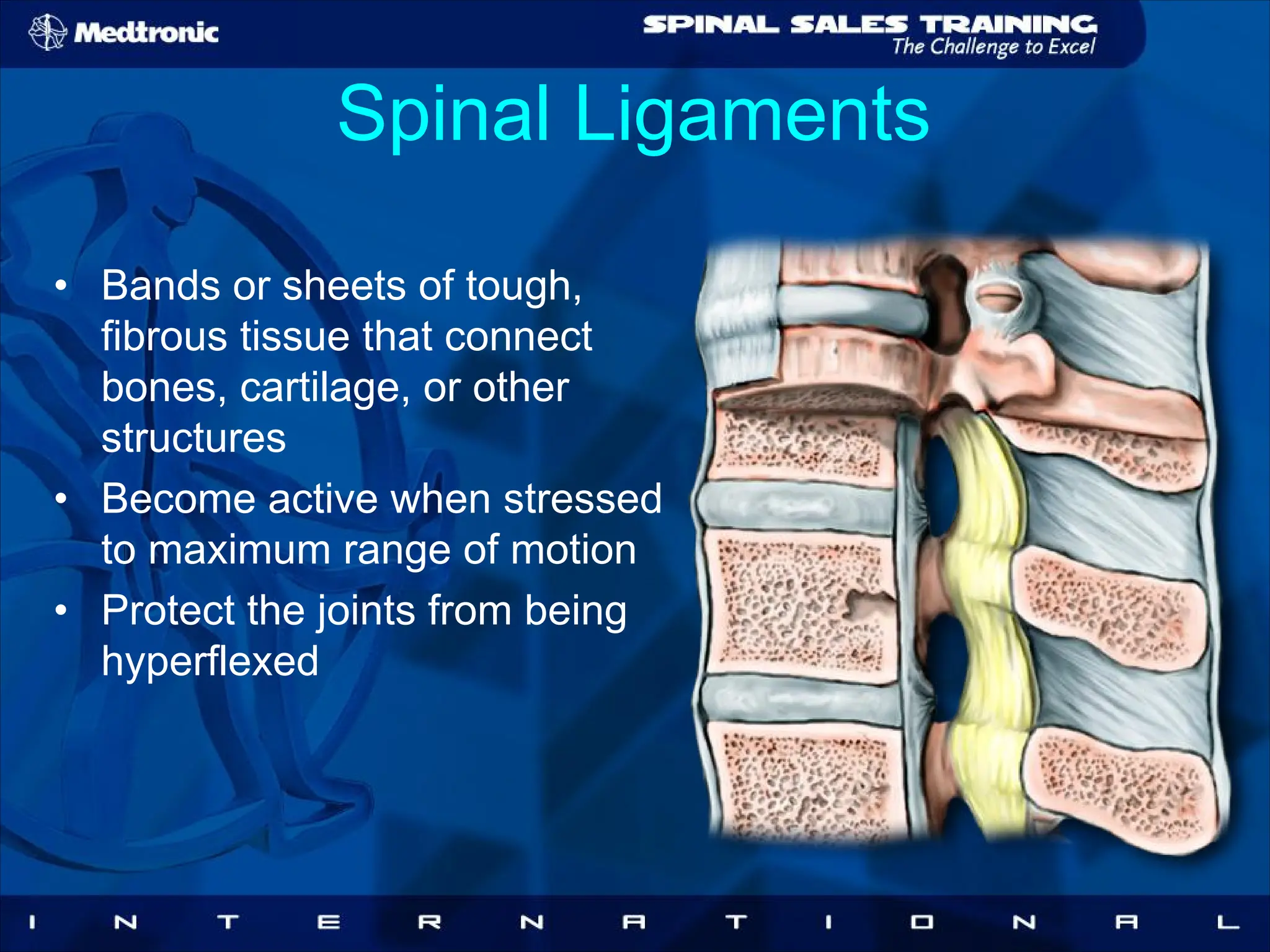 Medtronic Basics of Spinal Anatomy of human | PDF