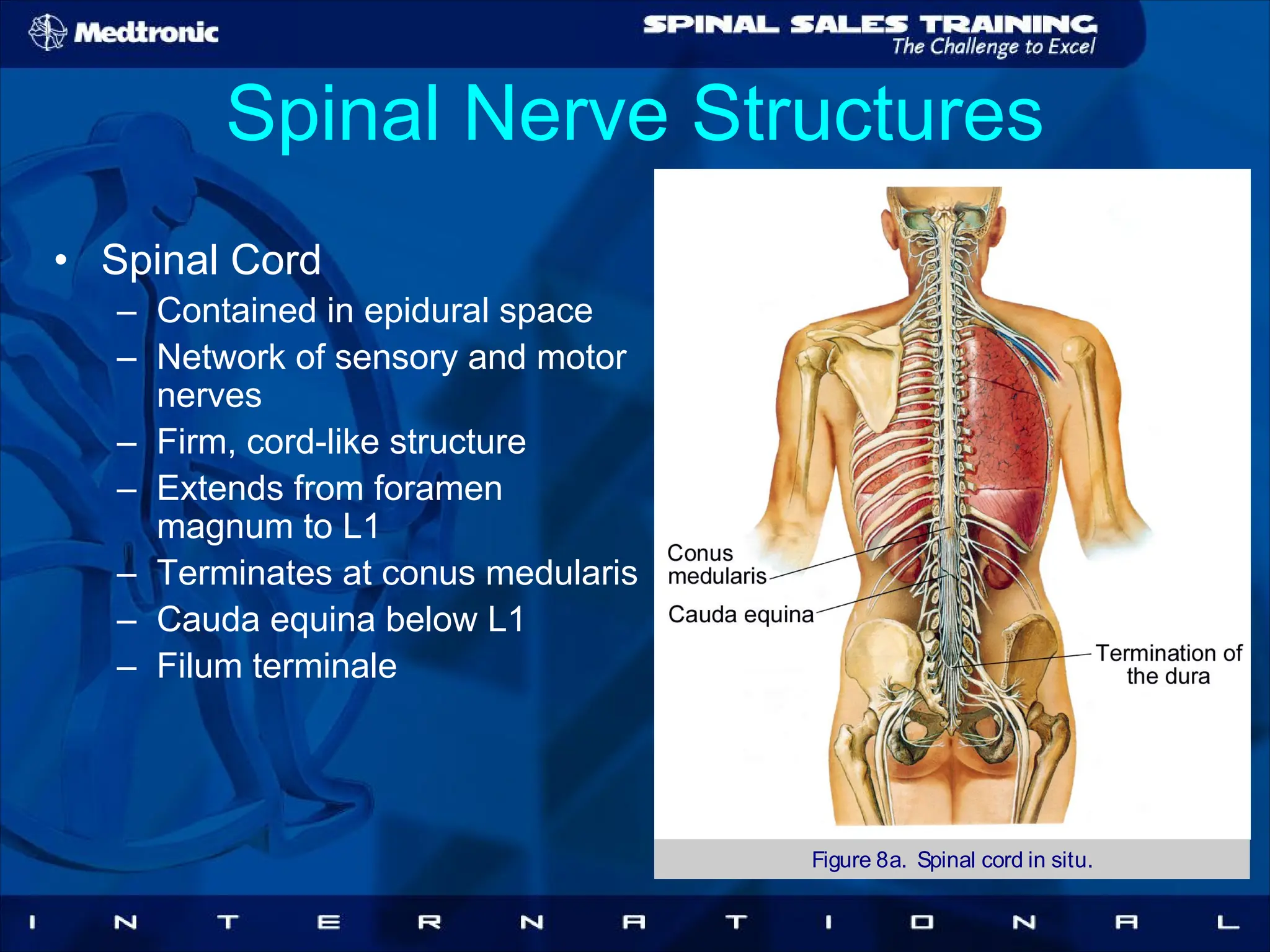Medtronic Basics of Spinal Anatomy of human | PDF