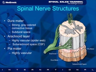 Medtronic Basics of Spinal Anatomy of human | PDF