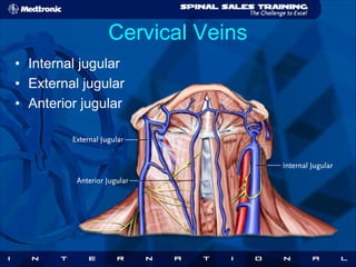 Medtronic Basics of Spinal Anatomy of human | PDF