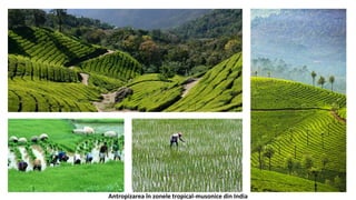 med tropical-musonic | PPTX