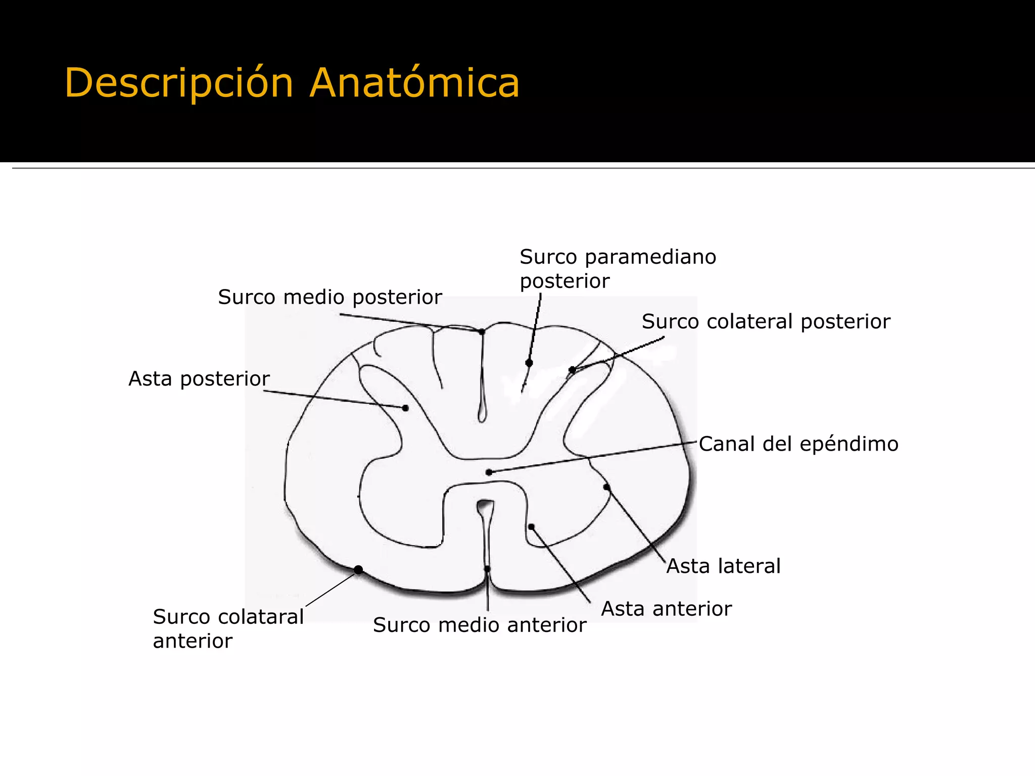 Médula espinal | PPT
