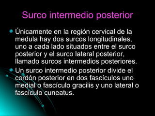Medula anatomia | PPT