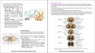 Médula espinal anatomía y fisiología humana | PDF