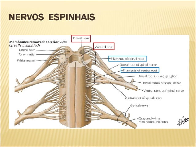 Medula e Nervos Espinhais