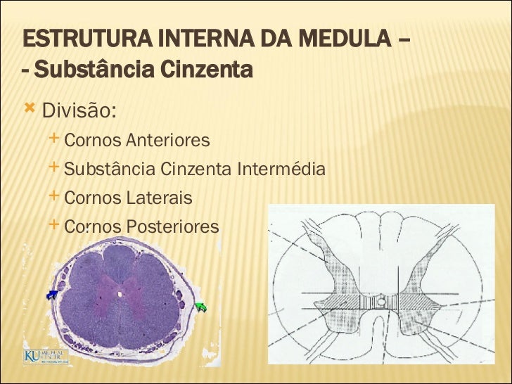 Medula e Nervos Espinhais Medula e Nervos Espinhais