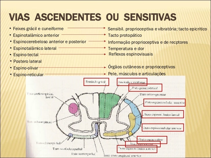 Medula e Nervos Espinhais Medula e Nervos Espinhais
